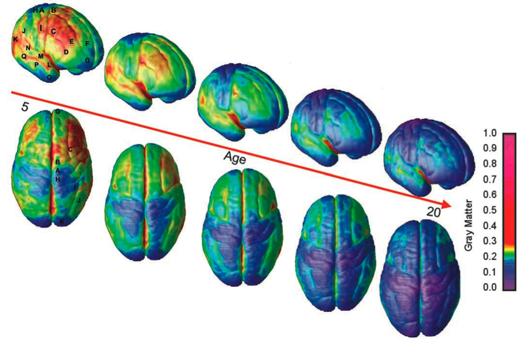 Psychotopics Brain Maturation